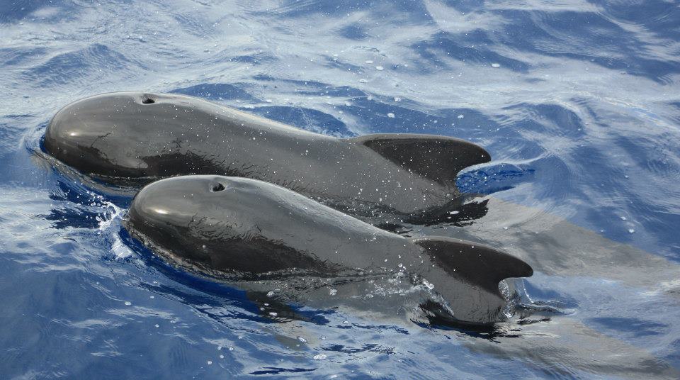 Calderón común - Globicephala melas | Cetáceos & Navegación