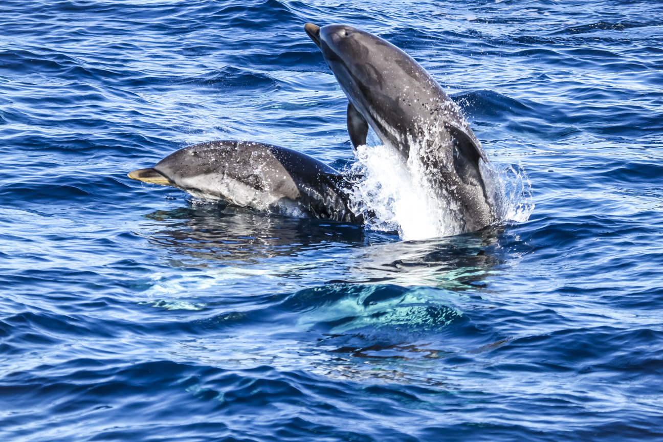 Cetáceos & Navegación – Garantizamos la observación de cetáceos